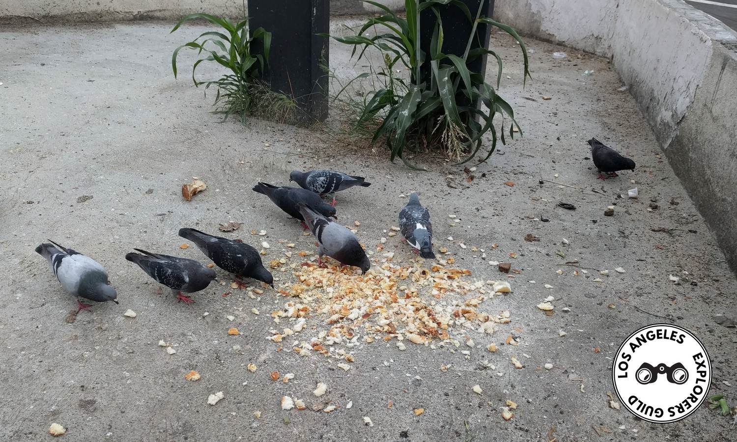 The Velvet Turtle Sign – Los Angeles Explorers Guild