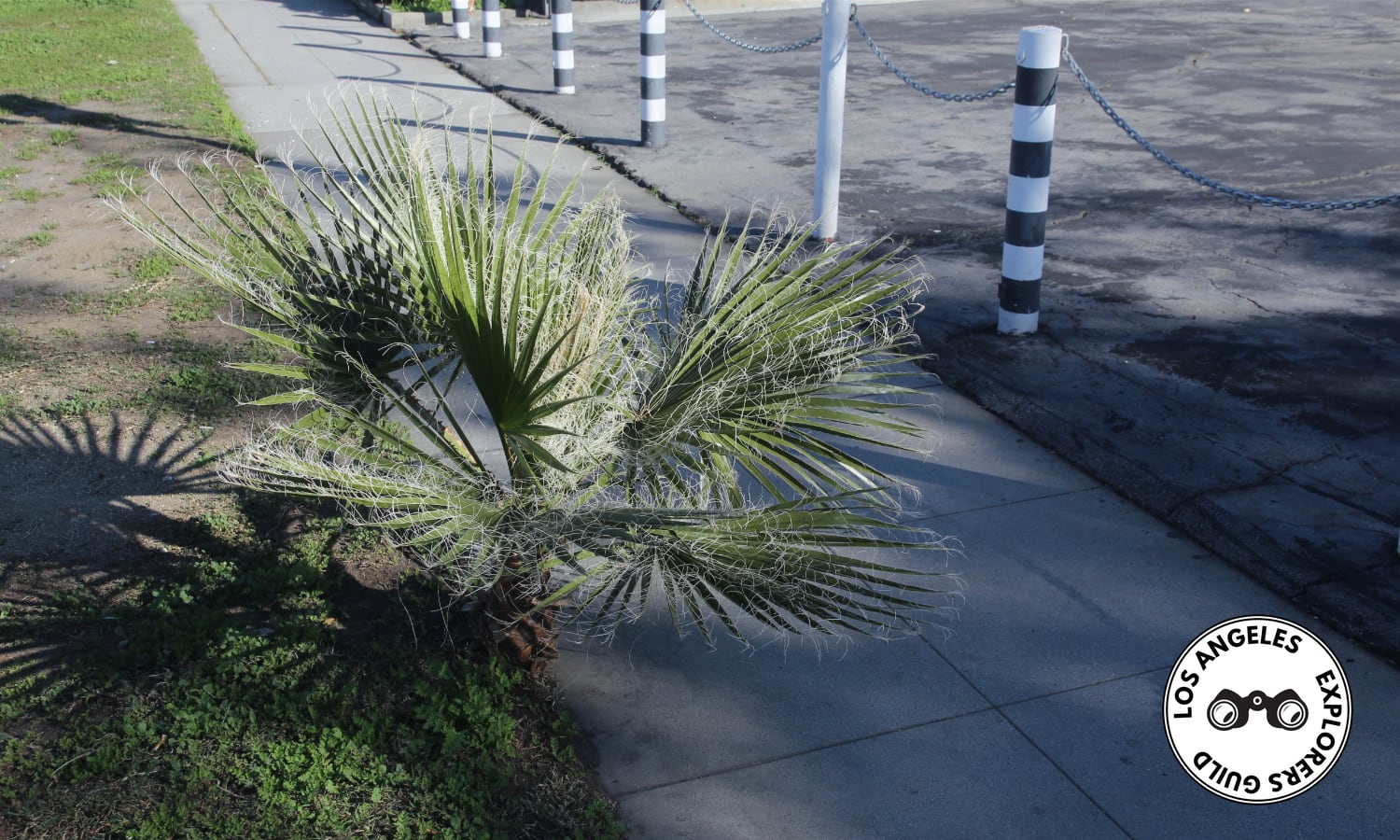 Palm Trees of Los Angeles – Los Angeles Explorers Guild