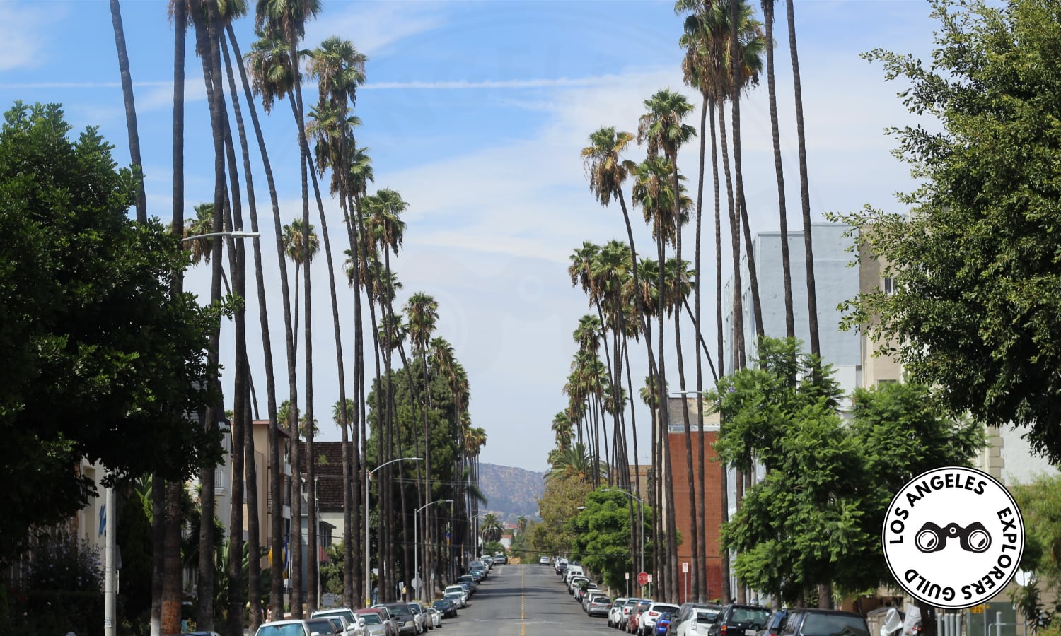 Palm Trees of Los Angeles – Los Angeles Explorers Guild