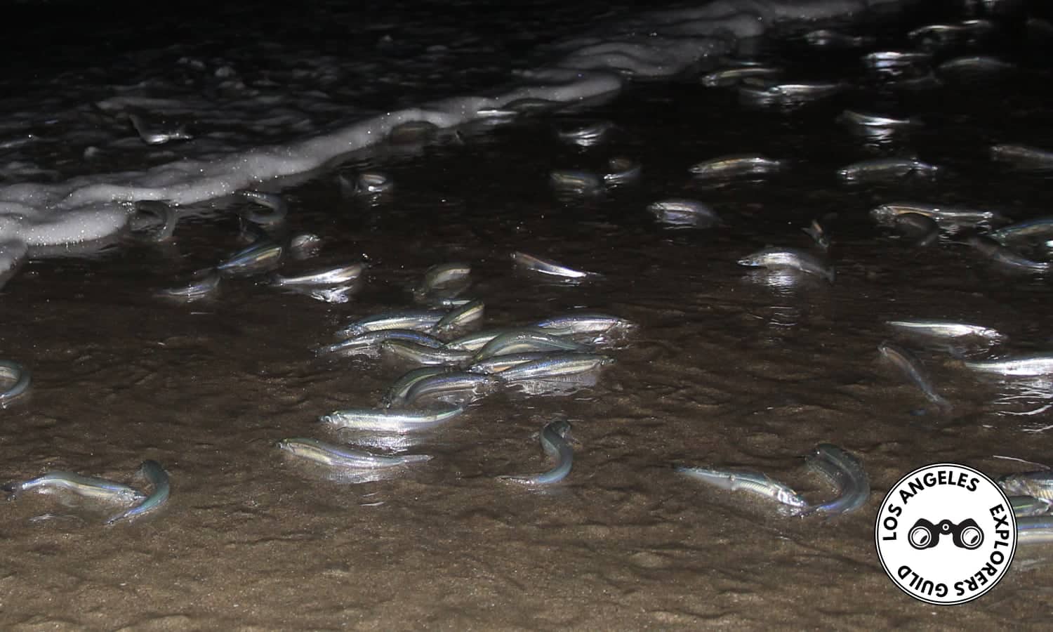 Running with the Grunions: How to Attend a California Grunion Run – Los ...
