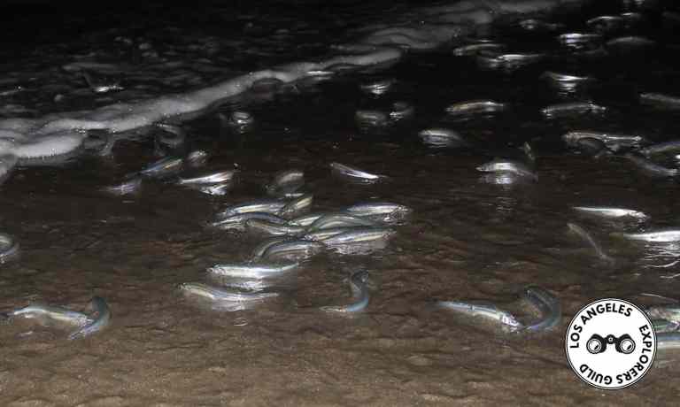 Running with the Grunions: How to Attend a California Grunion Run – Los ...