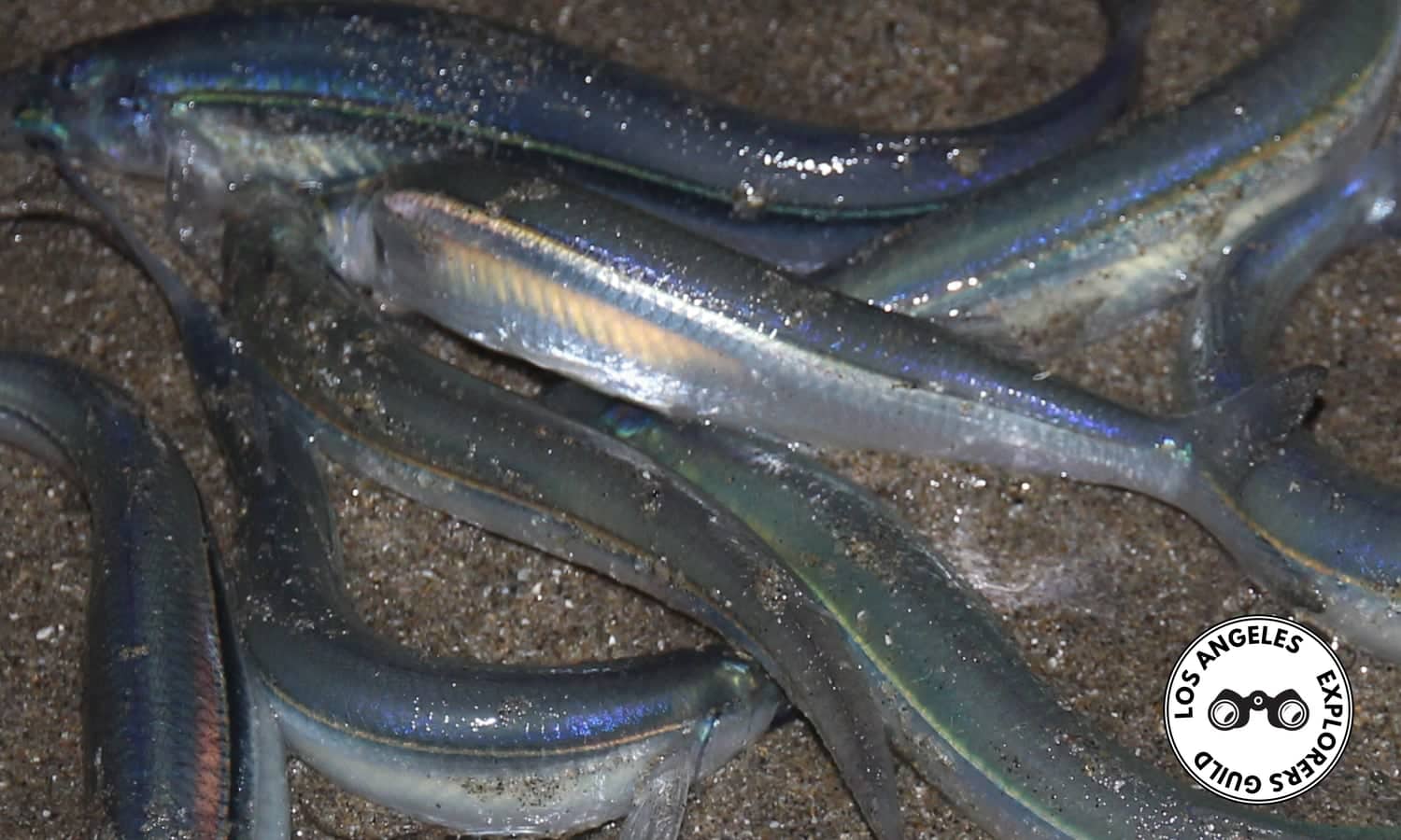 Running with the Grunions: How to Attend a California Grunion Run – Los ...