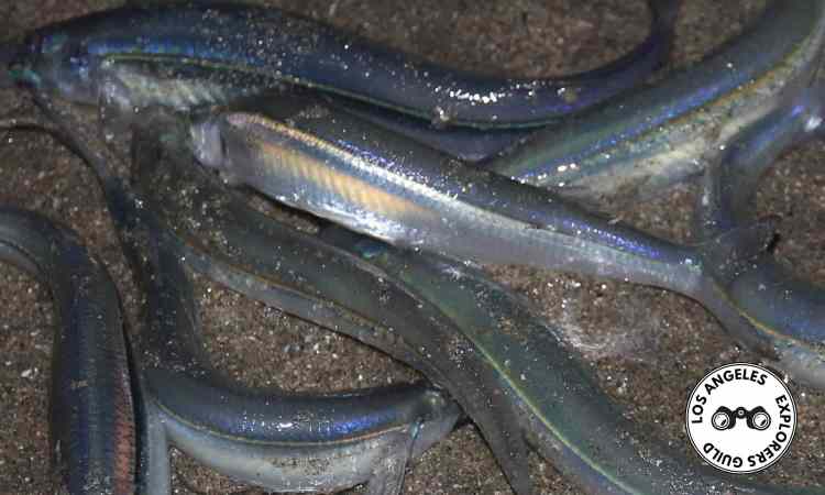 Running with the Grunions: How to Attend a California Grunion Run – Los ...