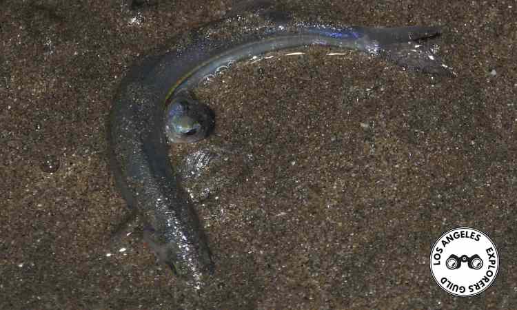 Running with the Grunions: How to Attend a California Grunion Run – Los ...