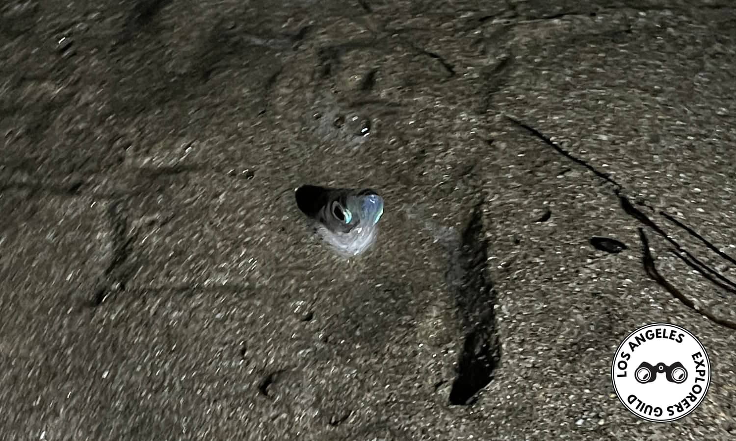 Running with the Grunions: How to Attend a California Grunion Run – Los Angeles Explorers Guild